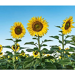 Skyscraper Sunflower Seeds for Planting | 20 Seeds | Rare, Exotic Garden Seeds | Huge 15-20 feet Tall with Giant Sunflowers