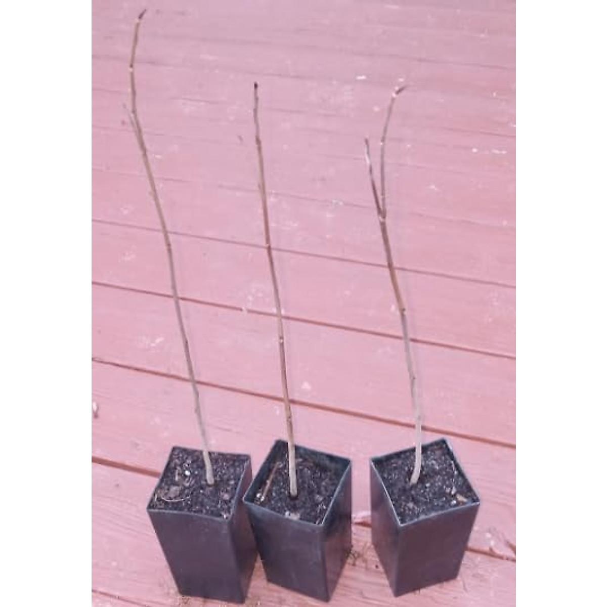 American Persimmon Tree - 6-12" Tall - 4" Pot - Live Plant - Diospyros virginiana