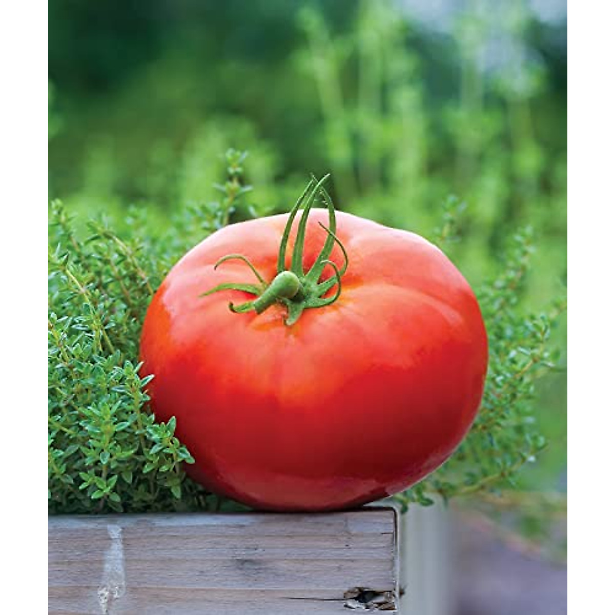 Burpee 'Big Daddy' Hybrid | Red Slicing Tomato | 35 Seeds
