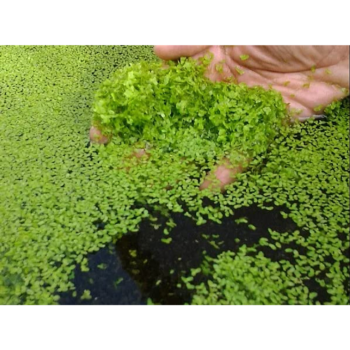 4800+ Duckweed Live Plant for Aquarium - Aquarium Plants Live - Planting Ornaments Perennial Garden Simple to Grow Pots Gifts