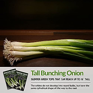 Survival Garden Seeds - Tokyo Long White Onion Seed for Planting - Pack with Instructions to Plant and Grow Asian Green Onions in Your Home Vegetable Garden - Non-GMO Heirloom Variety