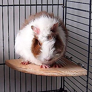 AOOF Wooden Coin Parrot Bird Cage Perches Stand Platform Pet Budgie Hanging Toy Pet Toys (Color : L)