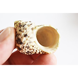 FSG - Select 10 Hermit Crab Shells Deluxe Turbo Changing Seashells Medium 1"-2" Size (Opening Size 1/2" - 1") Beautiful