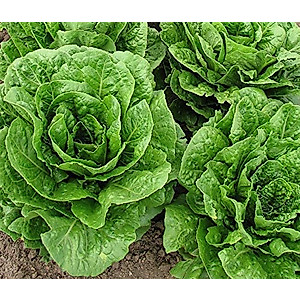 3000 Parris Island Cos Romaine Lettuce Seeds - 4+ Grams - Heirloom Non-GMO USA Grown Premium Vegetable Seeds for Planting - by RDR Seeds