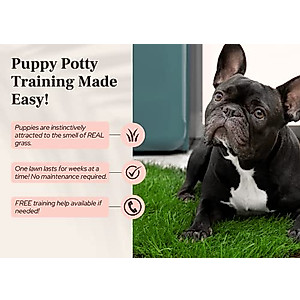 DoggieLawn Dog Potty - Real Grass - XLarge 24x48 inches