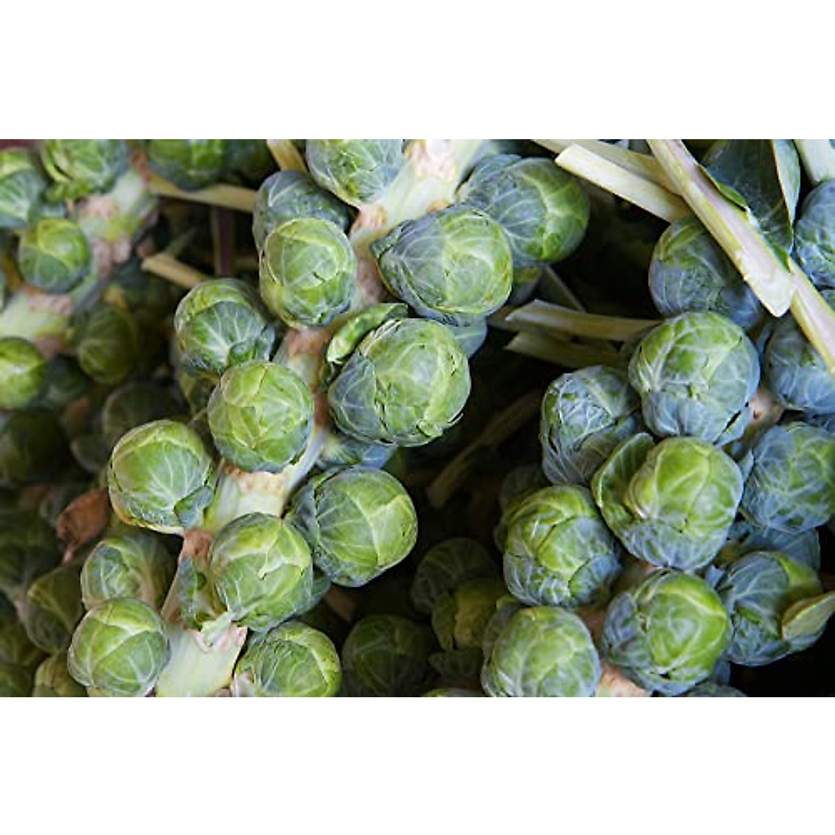 Long Island Improved Brussels Sprout Seeds for Planting, 200+ Heirloom Seeds Per Packet, (Isla's Garden Seeds), Non GMO Seeds, Botanical Name: Brassica oleracea, Isla's Garden Seeds