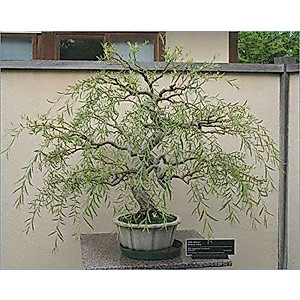 Weeping Willow Bonsai Live Tree Ready to Plant Dwarf