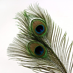 THARAHT 12pcs Peacock Feather Natural in Bulk 10-12 inch 25-30cm for Craft Vase Wedding Home Party Christmas Day Decoration Peacock Feathers