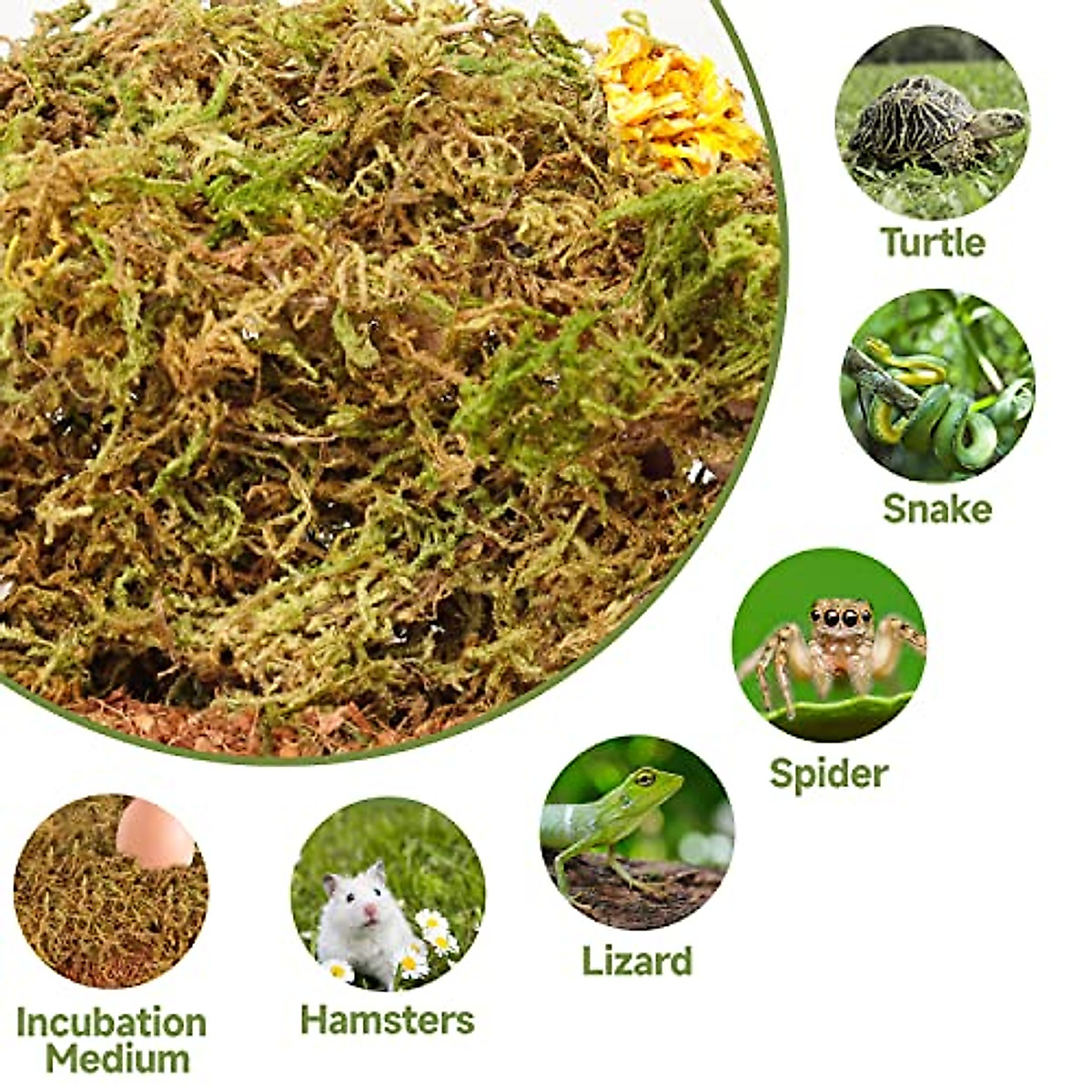 LUVCOSY Reptile Coconut Fiber Substrate & Forest Moss Combo Clean Bedding Accessories for Bearded Dragon/Snake/Lizard/Gecko/Tortoise, Tarantula Terrarium Tank Humidity Control and Odor Absorbent
