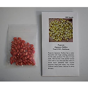 David's Garden Seeds Popcorn Japanese Hulless 3893 (White) 100 Non-GMO, Heirloom Seeds