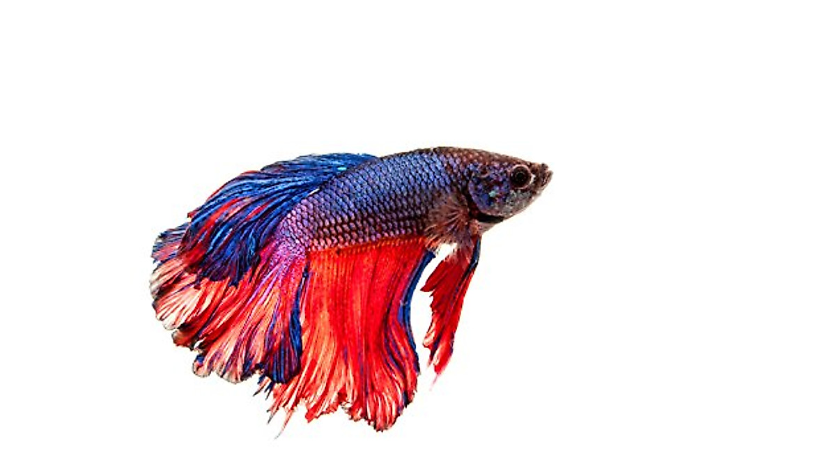 Buy Betta Splendens Male Fighting Fish in Assorted Colors