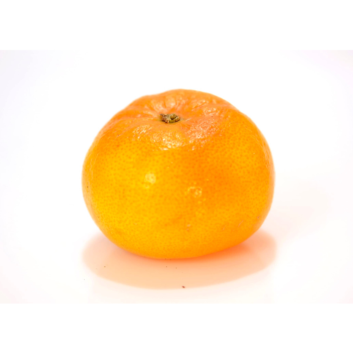 Nules Clementine Starter Plant. Citrus Clementina. 3" - 5"