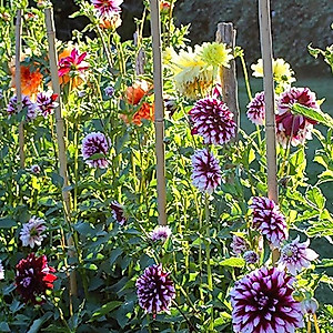 Dahlia Tubers (Dinnerplate) - Mystery Day - Bag of 2, White