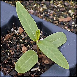 Seed Needs, Pink Swamp Milkweed Seeds for Planting (Asclepias incarnata) Heirloom, Open Pollinated & Untreated, Attracts Monarch Butterflies (2 Packs)