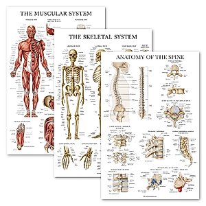 Palace Learning 3 Pack: Muscular System + Skeletal System + Anatomy of the Spine Poster Set - Set of 3 Anatomical Charts - Laminated - 18" x 27"