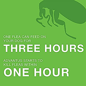 Advantus (Imidacloprid) Chewable Flea Treatment for Small Dogs, 30 Count, 4-22 Pounds