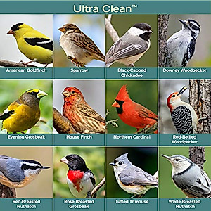 Blue Seal Premium Black Oil Sunflower Wild Bird Seed - High in Fat and Protein - 4 Pound Bag