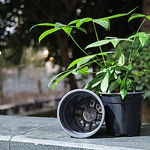 Oubest Plastic Black Plant Nursery Pots 6" 100 pcs 0.5 Gallon for Flower Plant Container Seed Starting Seedlings Reusable Transplanting Succulent Propagation Planting Pots