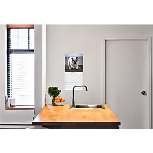 2023 2024 Bulldog Calendar - Dog Breed Monthly Wall Calendar - 12 x 24 Open - Thick No-Bleed Paper - Giftable - Academic Teacher's Planner Calendar Organizing & Planning - Made in USA