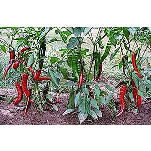 30+ Italian Jimmy Nardello's Sweet 12" Long Pepper Seeds, Heirloom Non-GMO, Prolific, Juicy, Delicious! from USA