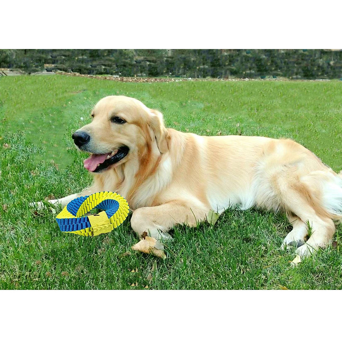 FELIXPAW Dogs Annular Toy Sensitive Colors and Protruding Shape Modeling Design Stimulate Dogs Long Time Playing Easier to Cleaning Teeth, for Small & Medium Dogs Training and Playing,Nylon