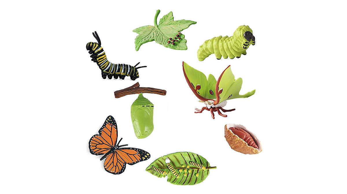 Monarch Butterfly Life Cycle Toy for Kids 3-6 | Montessori Kit