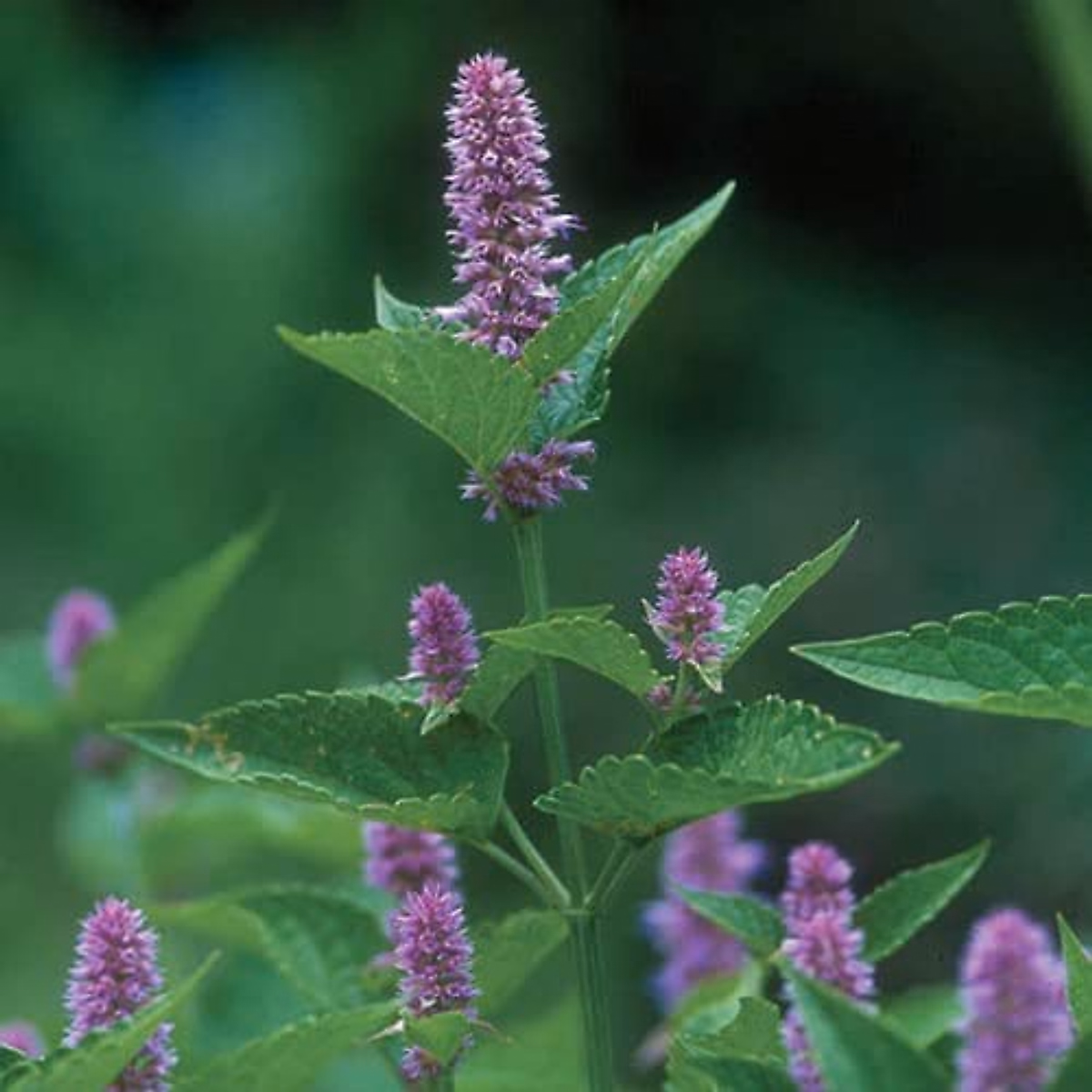 CHUXAY GARDEN 30 Seeds Agastache Foeniculum,Anise Hyssop,Fragrant Giant Hyssop, Lavender Hyssop, Anise Hyssop Perennial Organic Agastache Edible Seasoning Plants Easy Grow
