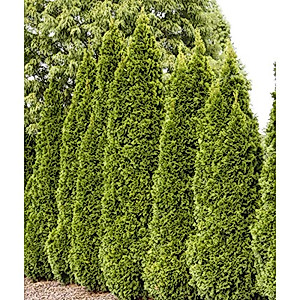 Emerald Green Arborvitae (Thuja) Starter Hedge Kit, Live Evergreen Bareroot Plants, 12 to 18 inches Tall (10-Pack)