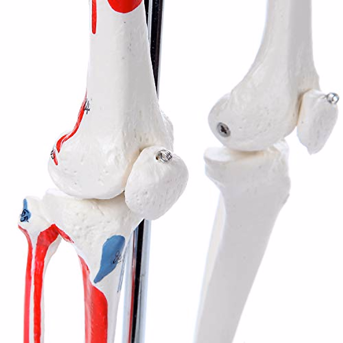 Axis Scientific Mini Human Skeleton Model with Metal Stand, 31" Tall, Painted and Numbered Muscle Insertion and Origin Points, Product Manual for Study and Reference, Easy to Assemble