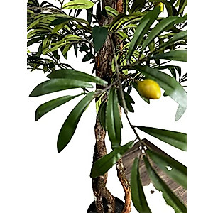 Hand-Made 6.5' Olive Artificial Tree with Ethically Sourced Real Wood Trunks | Green | Cypress & Alabaster