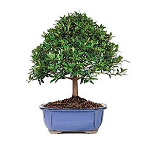 BonsaiOutlet Bonsai Tree - - Dwarf Cherry Tree