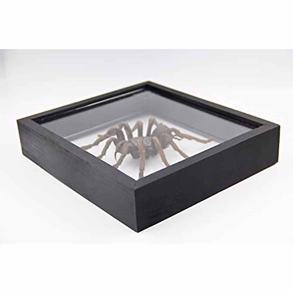 Real Giant Bird Eating Tarantula EURYPEIMA SPINCRUS Spider Taxidermy Transparent Boxed Display (Glass Background Black Frame)