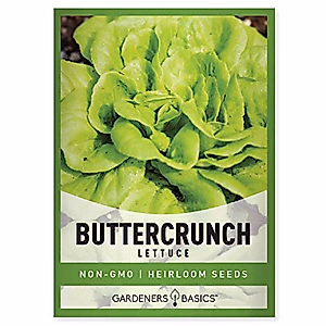 2000+ Buttercrunch Lettuce Seeds for Planting - Butterhead Boston Bibb Heirloom, Non-GMO Vegetable Variety- 2 Grams Seeds Great for Spring, Summer, Winter Garden and Hydroponics by Gardeners Basics