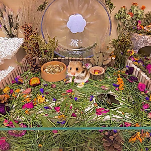 Tfwadmx Hamster Substrate Moss Natural Bedding Habitat Decor for Dwarf Syrian Hamsters Gerbils Mice Degus Bunny or Other Small Animal (Flower & Herb（A）(2PCS))