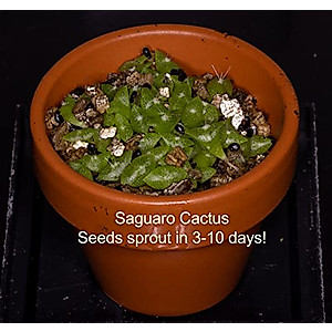 DesertUSA Desert Garden Seed Starter Kit