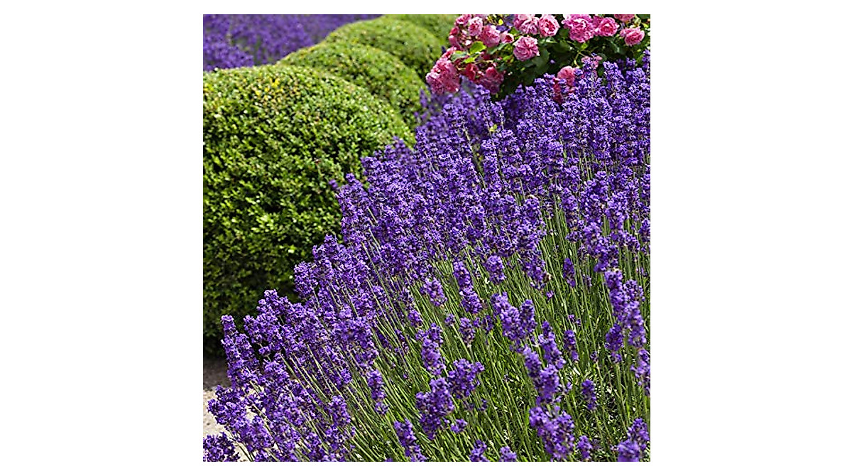 Buy True Lavender Seeds - Aromatic English Herb Plant