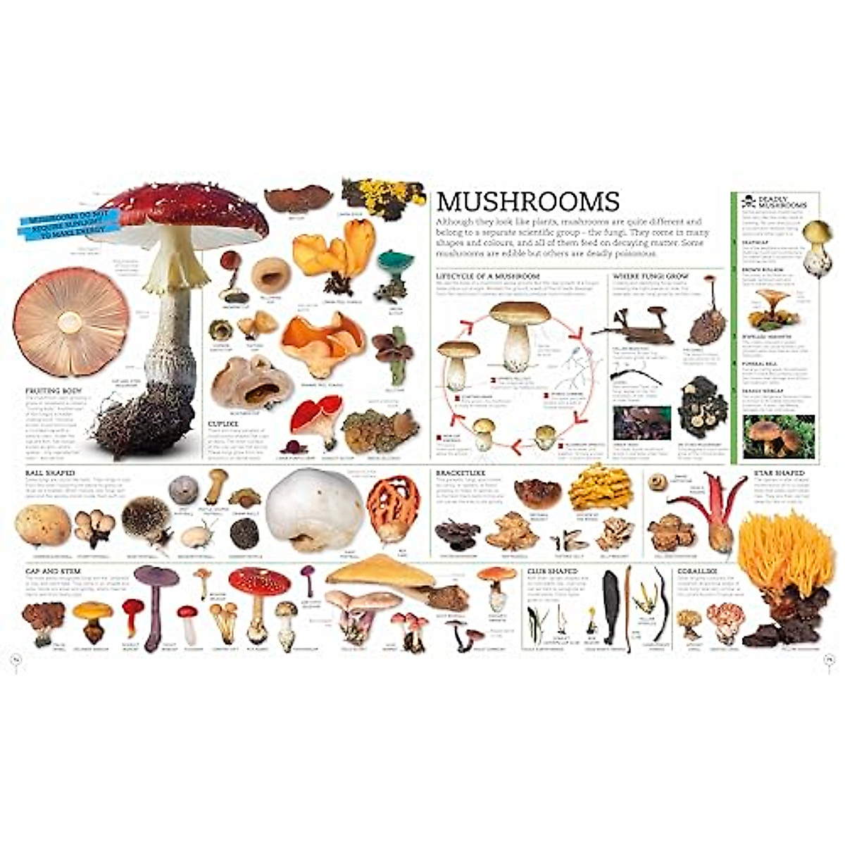 Picturepedia, Second Edition: An Encyclopedia on Every Page