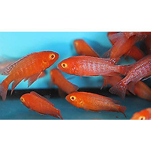 Family of (5) African Cichlids 2" Live Tropical Fish Assorted Alonocara Peacock Cichlid Fish