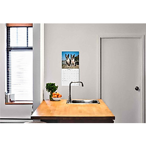 2023 2024 Boston Terrier Calendar - Dog Breed Monthly Wall Calendar - 12 x 24 Open - Thick No-Bleed Paper - Giftable - Academic Teacher's Planner Calendar Organizing & Planning - Made in USA