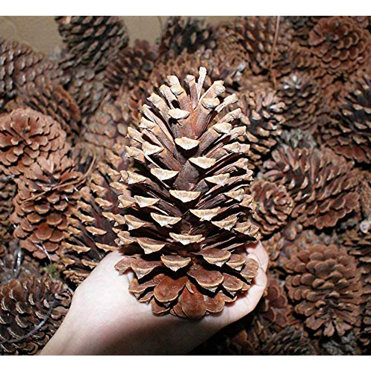 Pine Cones 3.5" to 4.7" Tall Christmas PineCones Giant Large Natural Pinecones for Home Accent Decor, 4 PCS, Bug Free (Large PineCones)