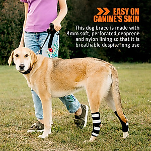 NeoAlly - Rear Leg Hock Brace with Metal Spring Strips, Dog Leg Brace for Rear Leg, Hock & Ankle Support, Rear Dog Leg Brace for Large Dogs, Long. (Both Legs, Small)