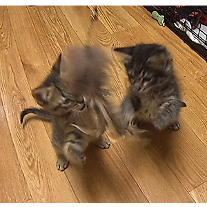 CoolCyberCats Buffalo Squid Refill/Attachment Cat Toy - Fits Wildcat and Popular Bird and Mouse Type Wands/Poles