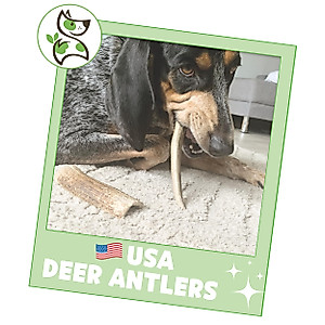 Nature Gnaws USA Deer Antlers for Dogs 4-7" (5 Count) - Mix of Split and Whole Pieces - Long Lasting for Small and Medium Breeds - Natural Dog Chew Bones