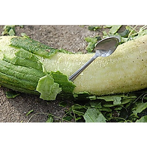 Gaea's Blessing Seeds - Luffa Gourd Seeds - Non-GMO - with Easy to Follow Planting Instructions - Heirloom Sponge Loofah Muop Huong 93% Germination Rate