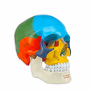 Upgraded Life Size Human Colored Head Skull Anatomical Model with Newest Laser-Etched Fonts and Skull Diagram Mouse Pad for Medical Student Human Anatomy Study Course Demonstration, Teaching