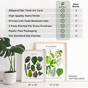 Buy 3 Get 1 Offer - Set of 4 UNFRAMED Plant Poster - Botanical Wall Art - Plant Stuff - Green Wall Art - Plant Wall Art - Plant Art Wall Prints - Plant Prints - Plant Pictures Wall Art - 8x10" (FOLIA)