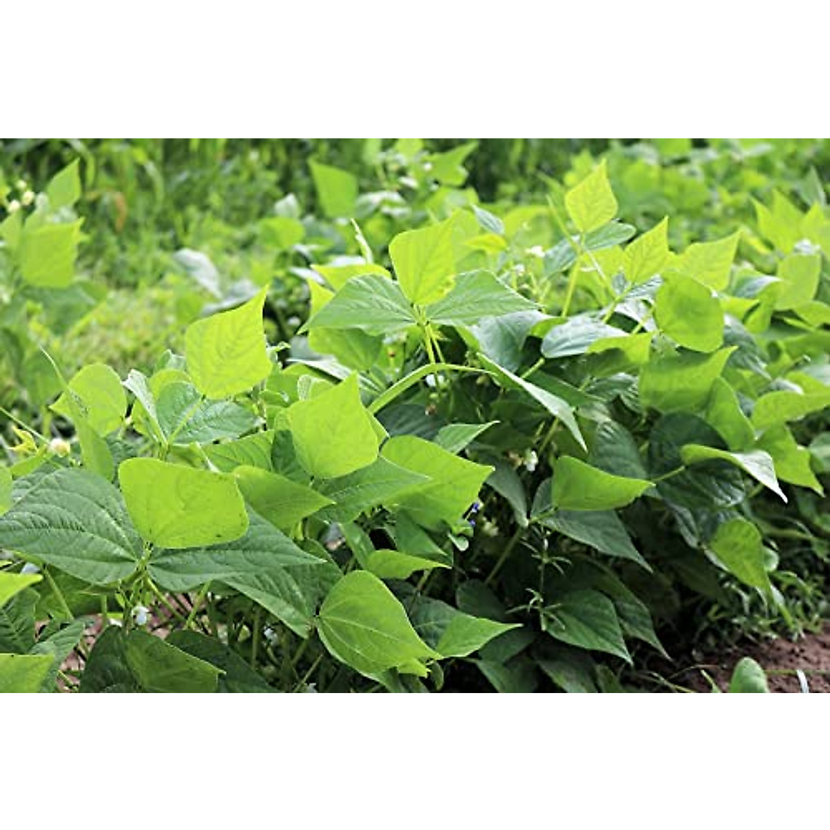 Henderson Baby Lima Bean Seeds for Planting, 30+ Heirloom Seeds Per Packet, (Isla's Garden Seeds), Non GMO Seeds, Botanical Name: Phaseolus lunatus, Great Yields, Excellent Garden Gift