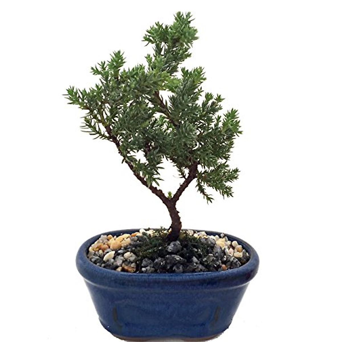 Miniature Japanese Juniper Bonsai Tree - Ceramic Bonsai Pot