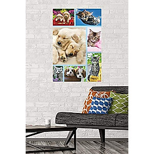 Trends International Keith Kimberlin - Puppies and Kittens Collage Wall Poster, 22.375" x 34", Unframed Version