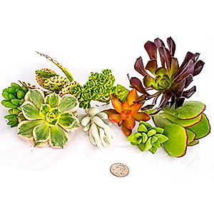 FATPLANTS 10 Living Succulent Cuttings